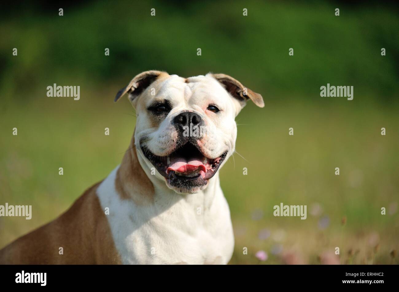 Continental Bulldog Portrait Stock Photo - Alamy