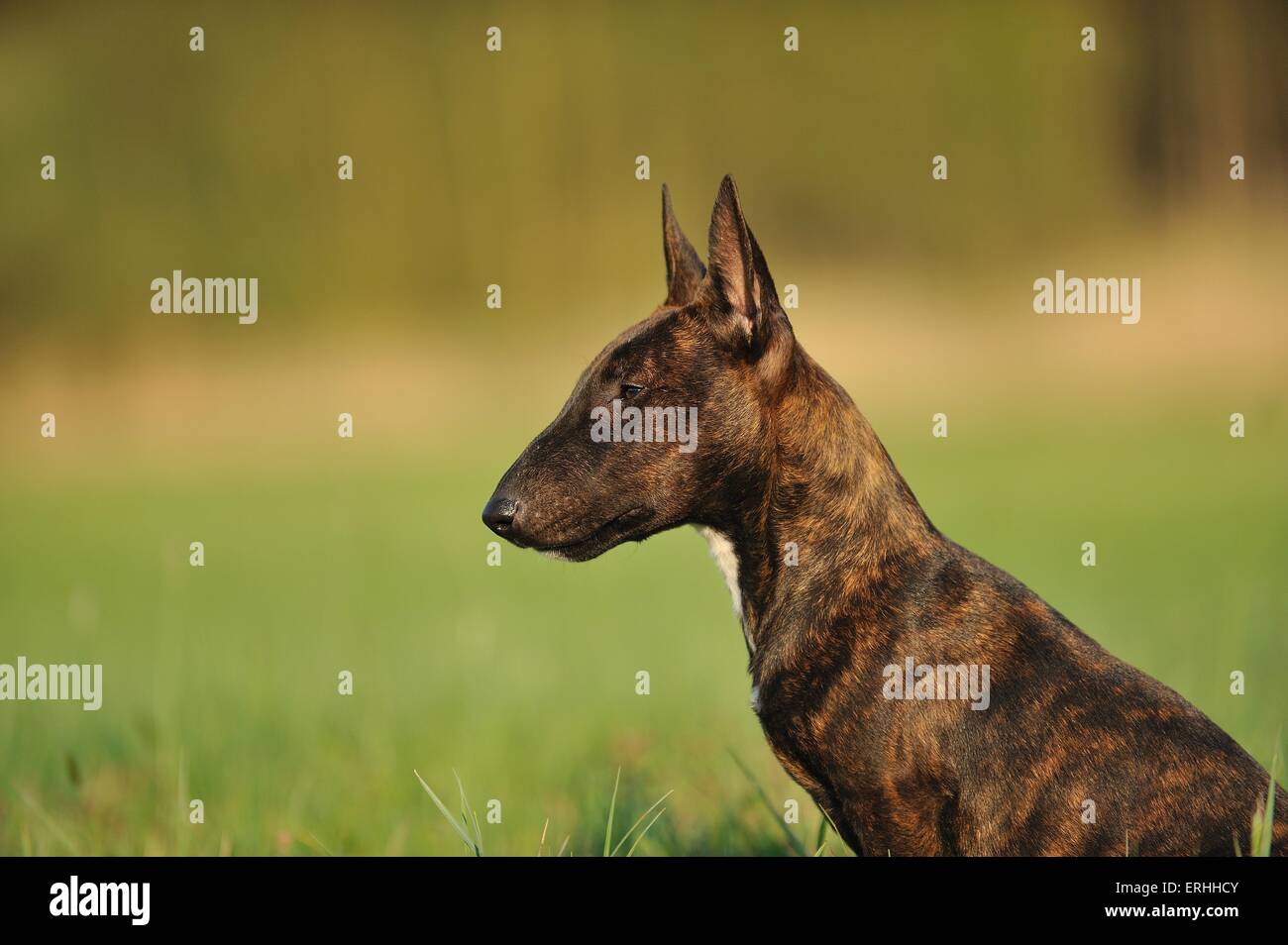 Brindle bullterrier hi-res stock photography and images - Alamy