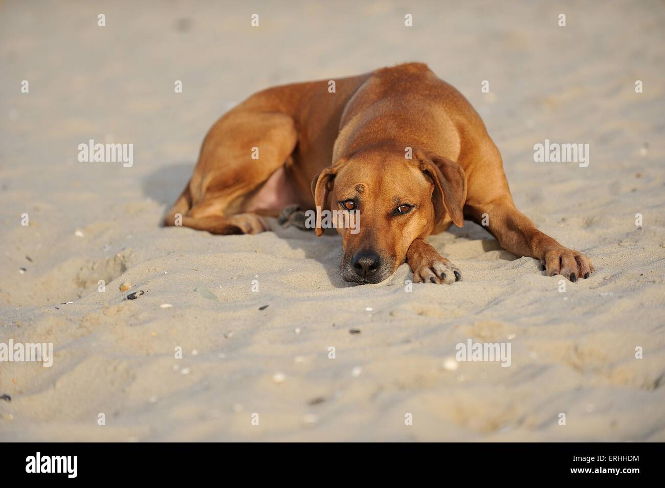 Rhodesian ridgeback dog laying down hi-res stock photography and images ...