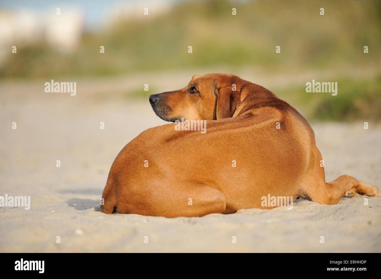 lying Rhodesian Ridgeback Stock Photo - Alamy