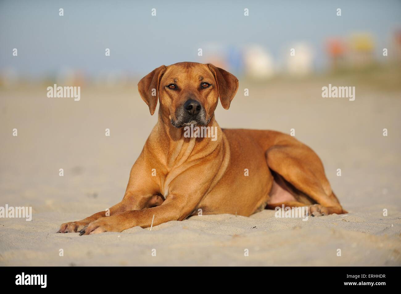 lying Rhodesian Ridgeback Stock Photo - Alamy