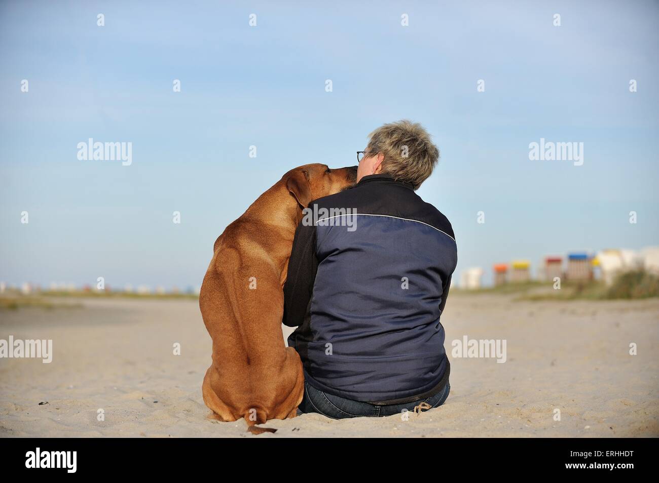 Human and Rhodesian Ridgeback Stock Photo - Alamy