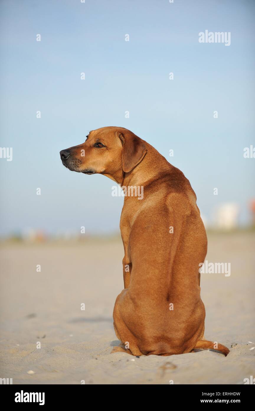 sitting Rhodesian Ridgeback Stock Photo - Alamy