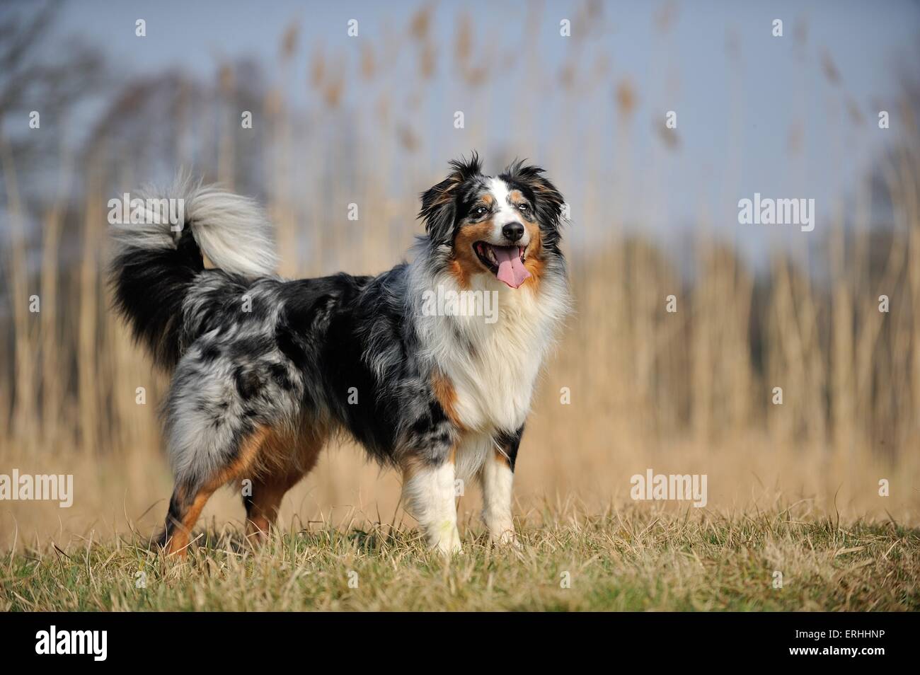 standing Australian Shepherd Stock Photo - Alamy
