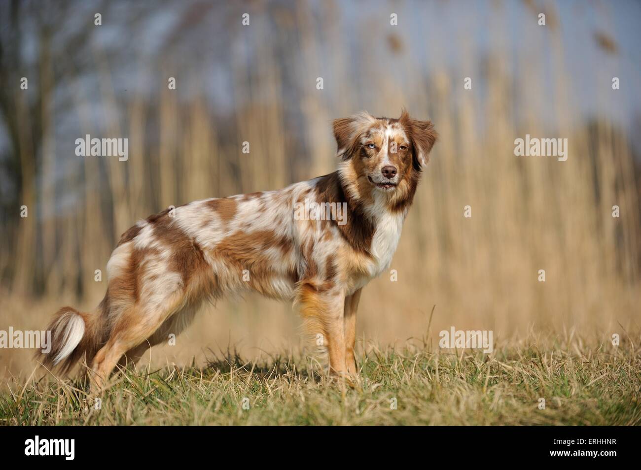 standing Australian Shepherd Stock Photo - Alamy