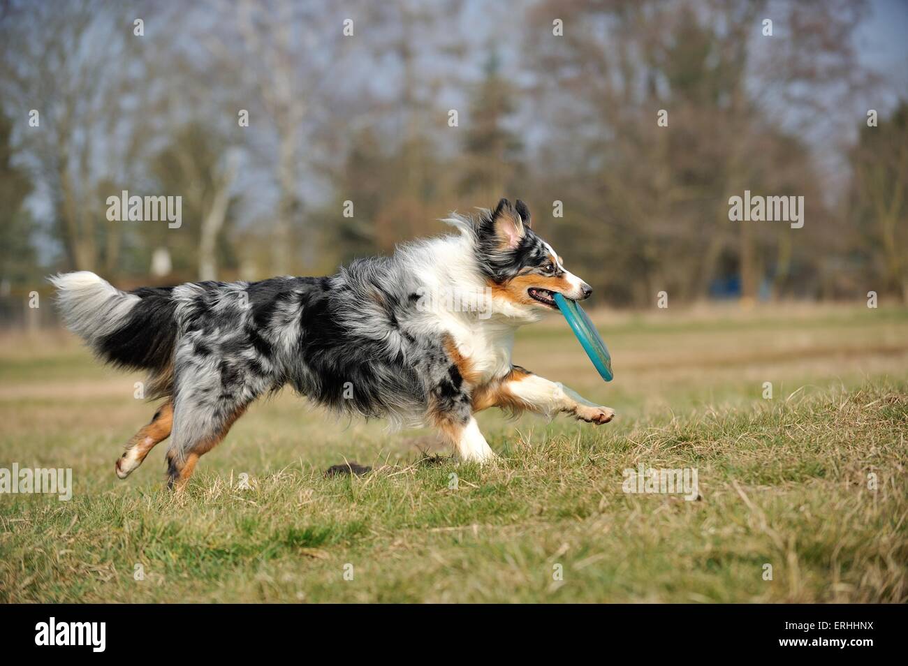 playing Australian Shepherd Stock Photo - Alamy