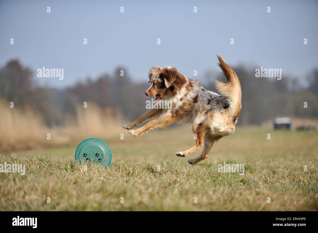 playing Australian Shepherd Stock Photo - Alamy