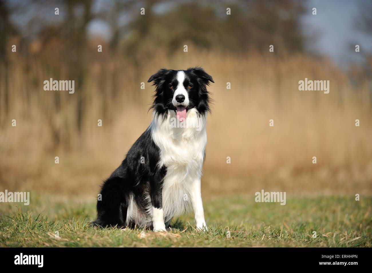 sitting Border Collie Stock Photo - Alamy