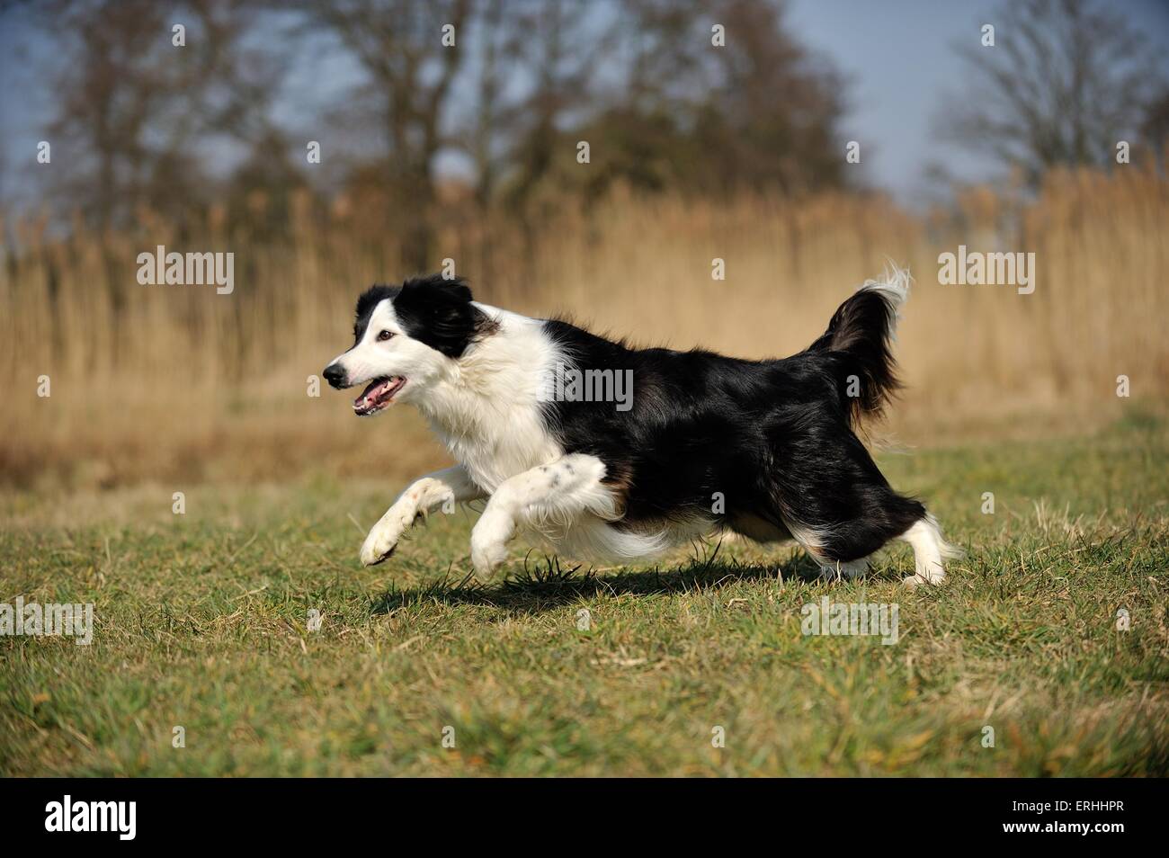 running Border Collie Stock Photo - Alamy