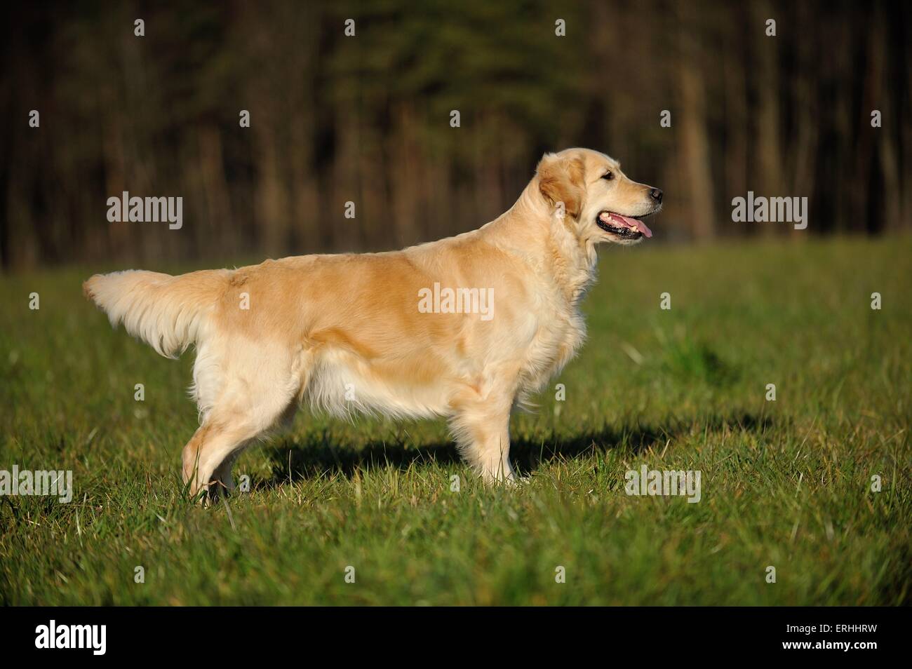standing Golden Retriever Stock Photo - Alamy