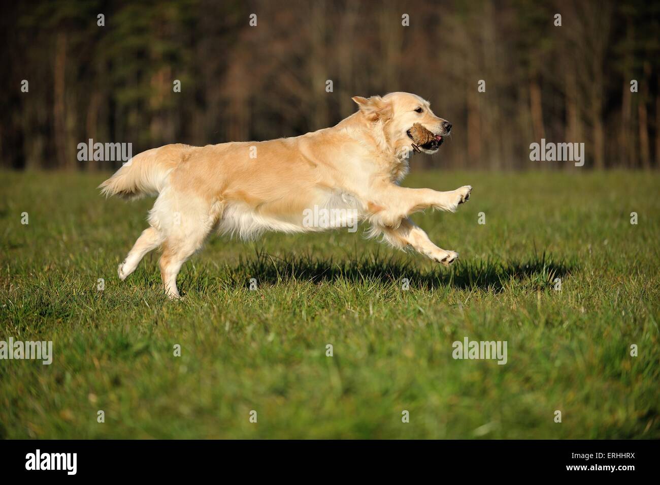 retrieving Golden Retriever Stock Photo - Alamy