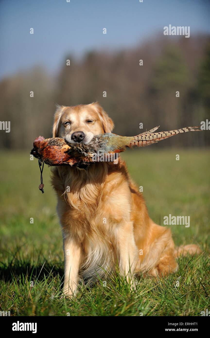 retrieving Golden Retriever Stock Photo - Alamy