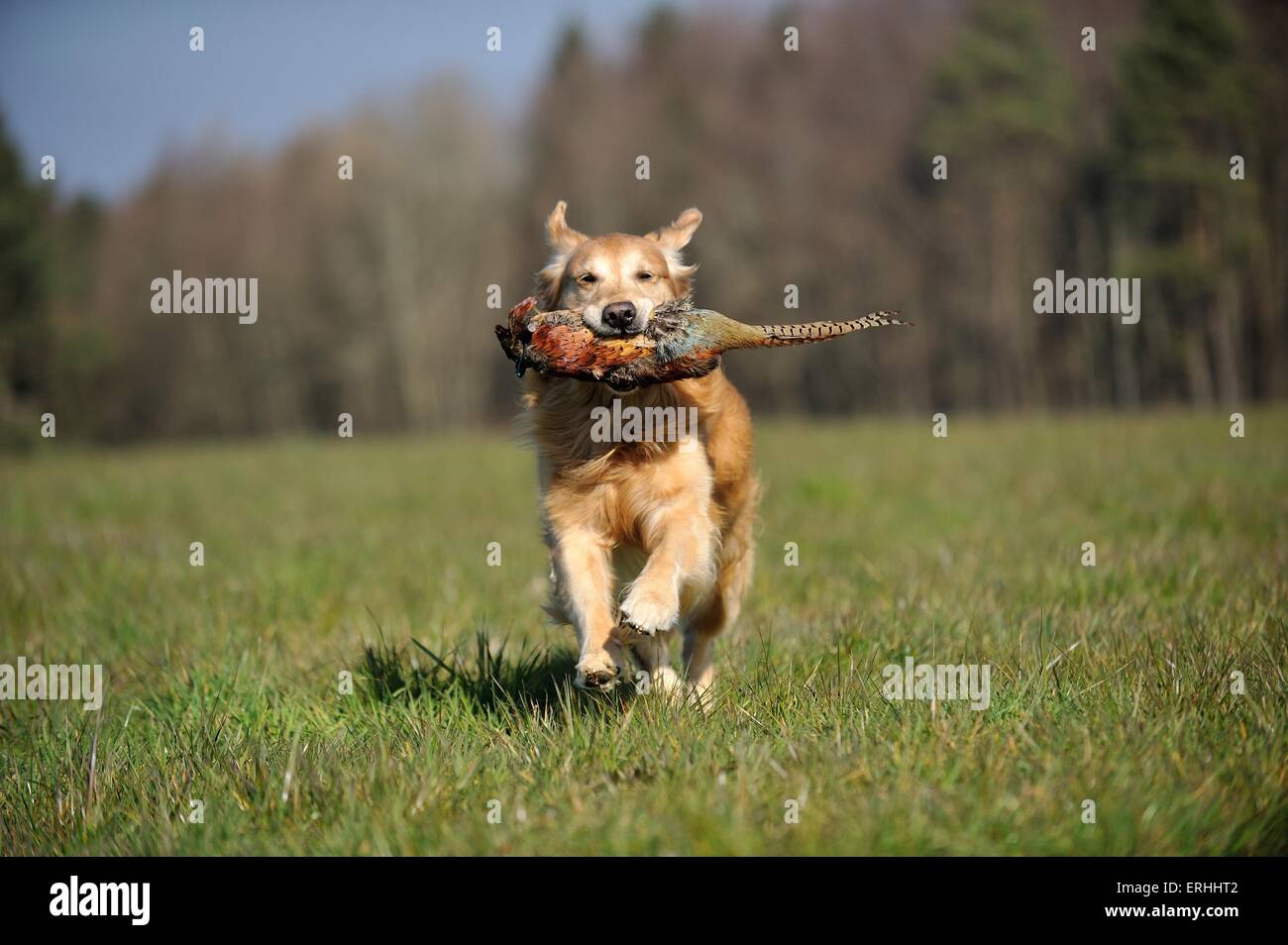 retrieving Golden Retriever Stock Photo - Alamy