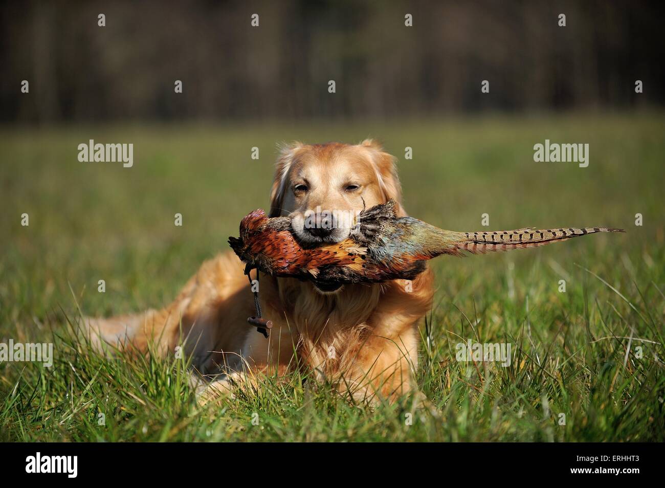 retrieving Golden Retriever Stock Photo - Alamy