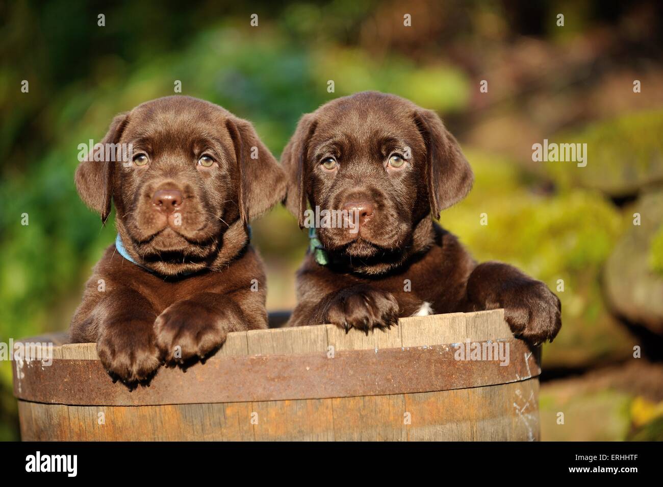 Dogs paws labrador hi-res stock photography and images - Alamy
