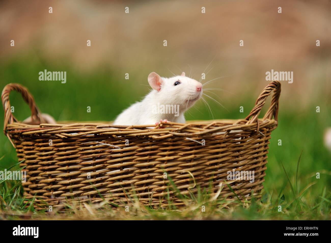 Outdoor rat hi-res stock photography and images - Alamy