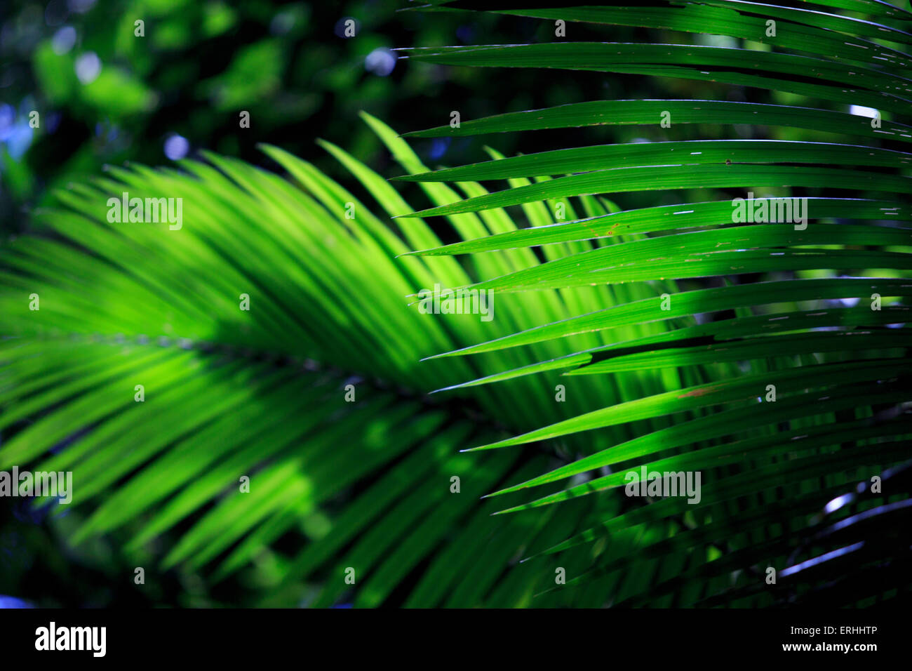 Rainforest leaves form abstract patterns in the rainforest lining the ...