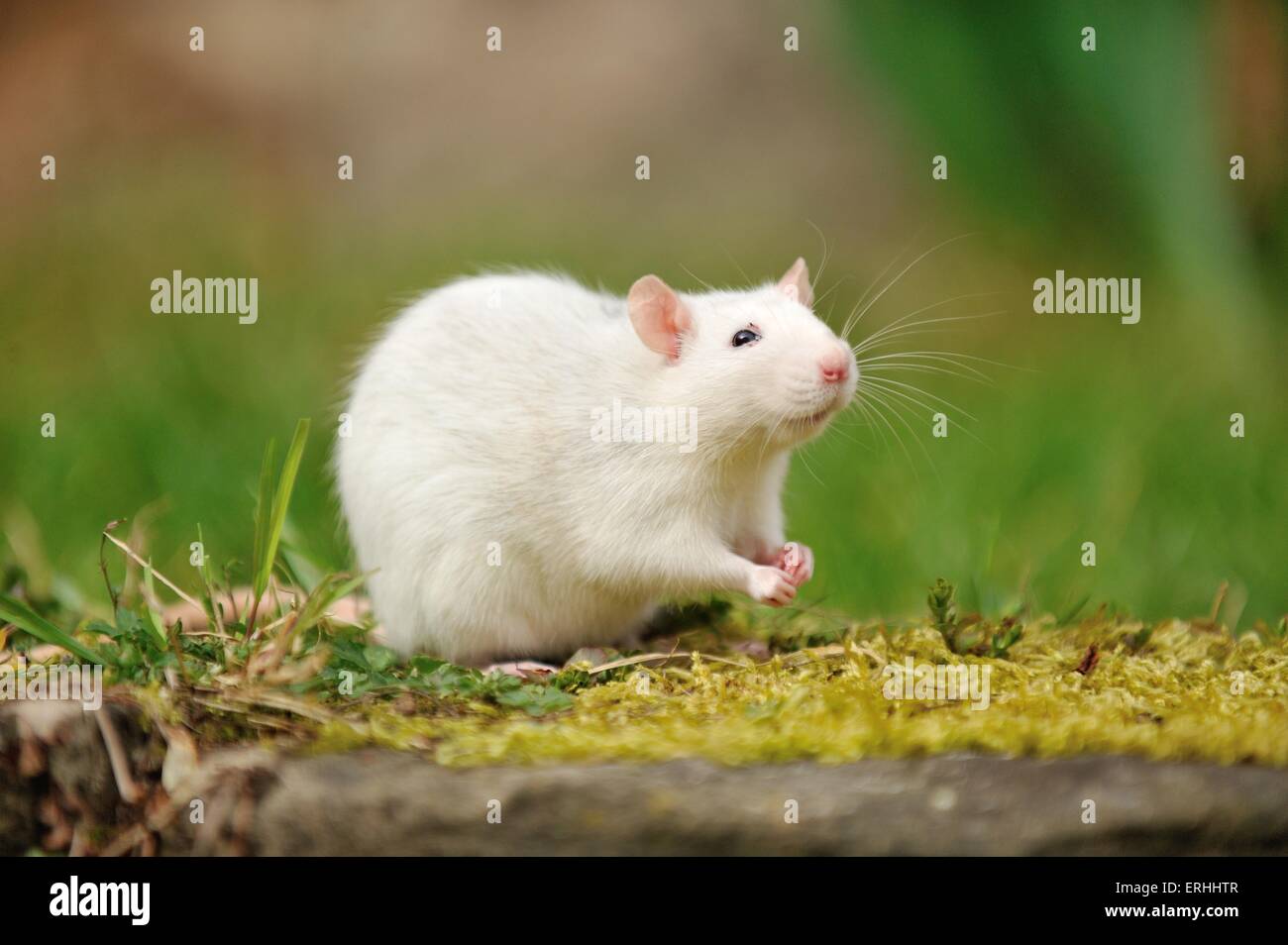 White rats hi res stock photography and images Alamy