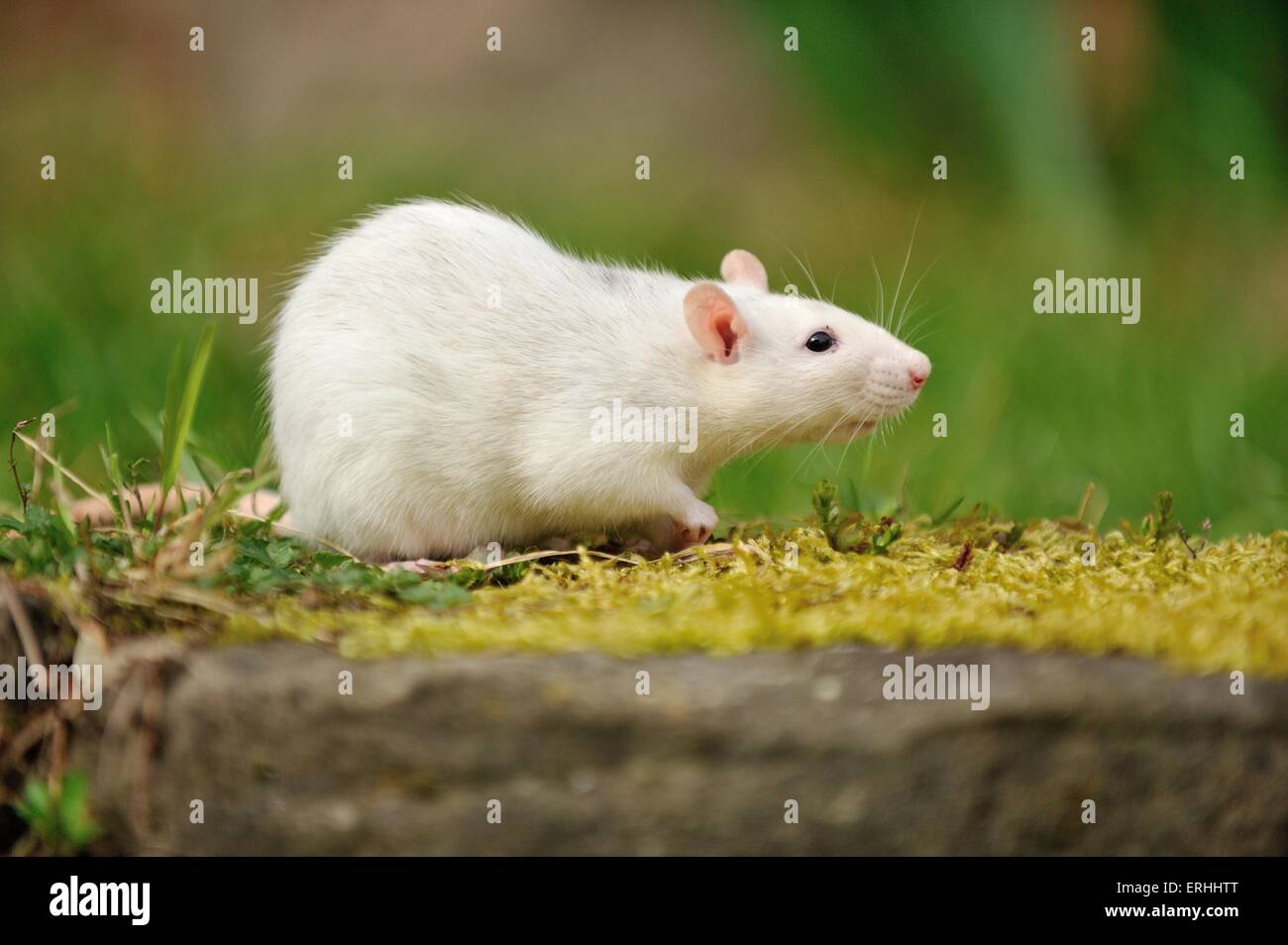 Outdoor rat hi-res stock photography and images - Alamy