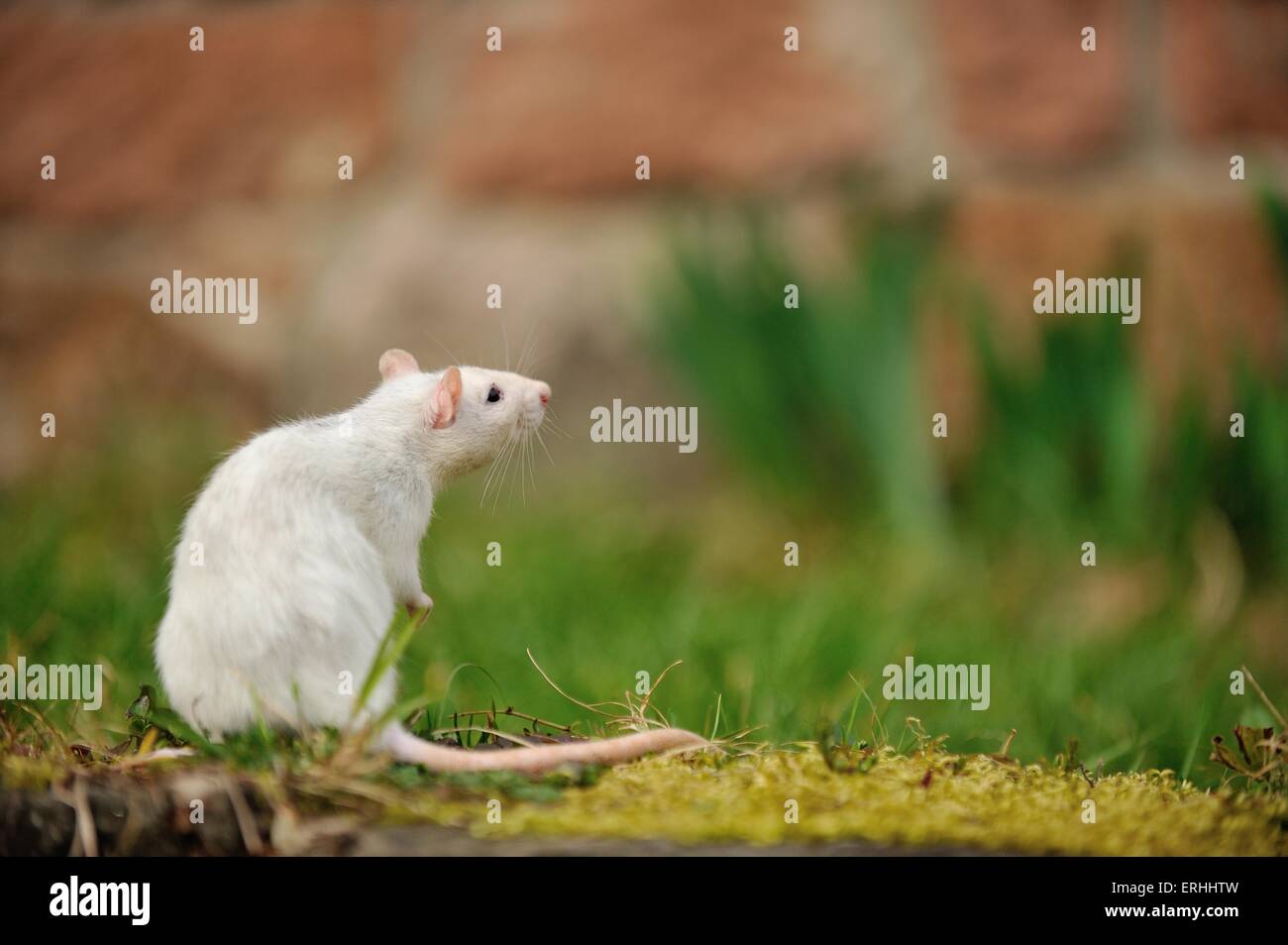 White rats hi-res stock photography and images - Alamy