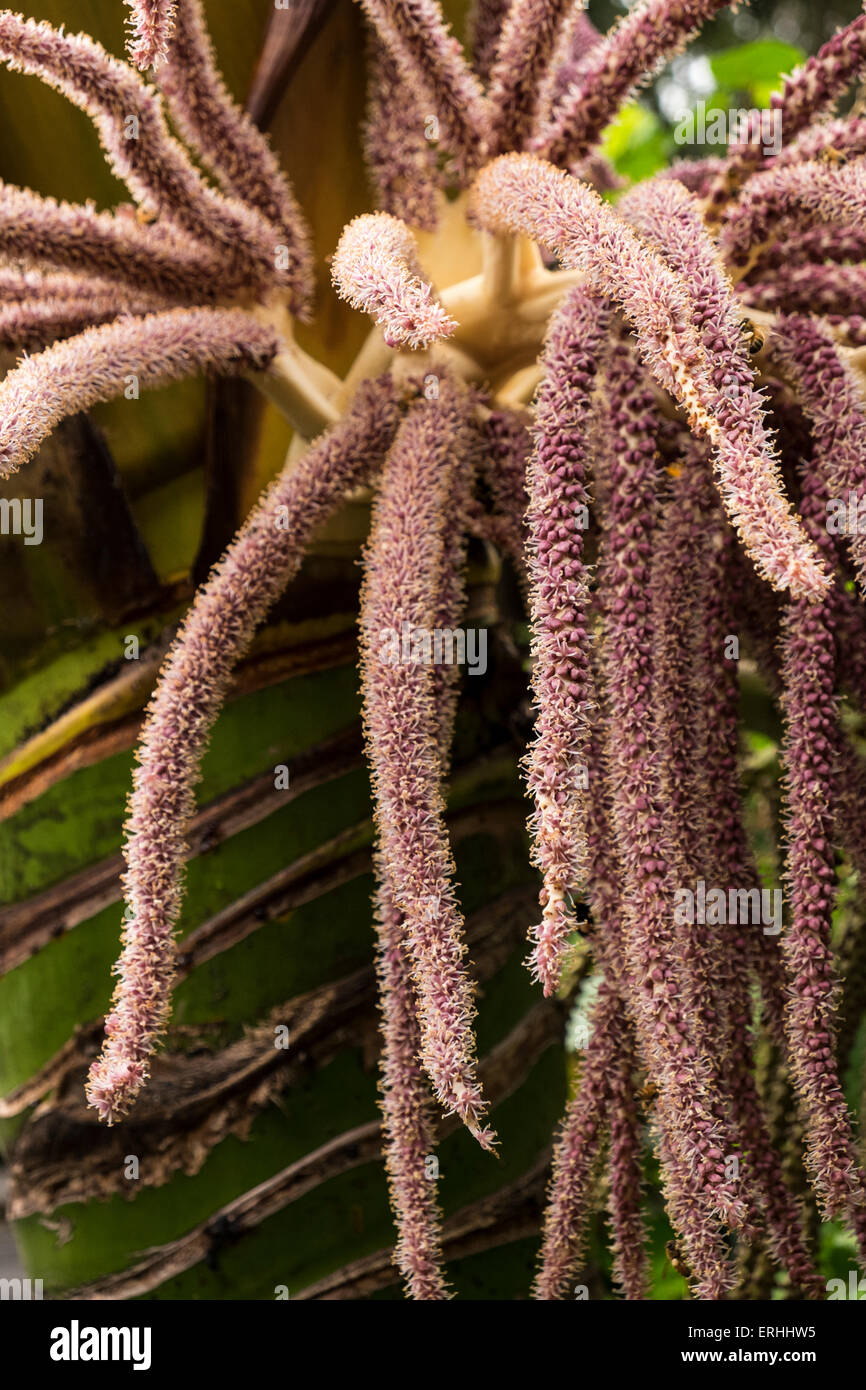 Rhopalostylis sapida, Nikau palm flowers in Cable Bay, New Zealand ...