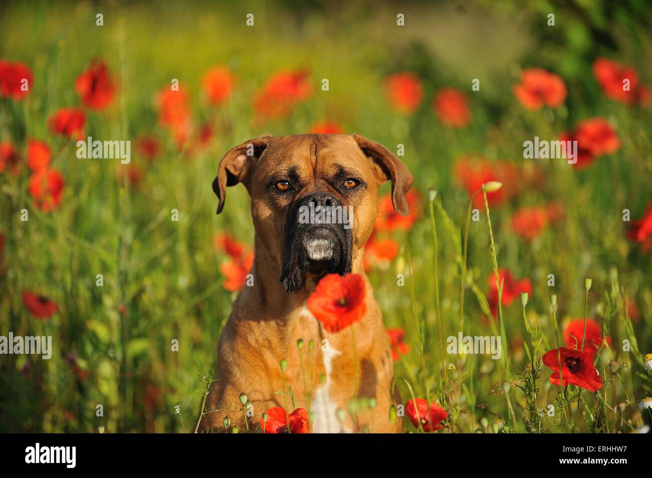 German Boxer Portrait Stock Photo - Alamy