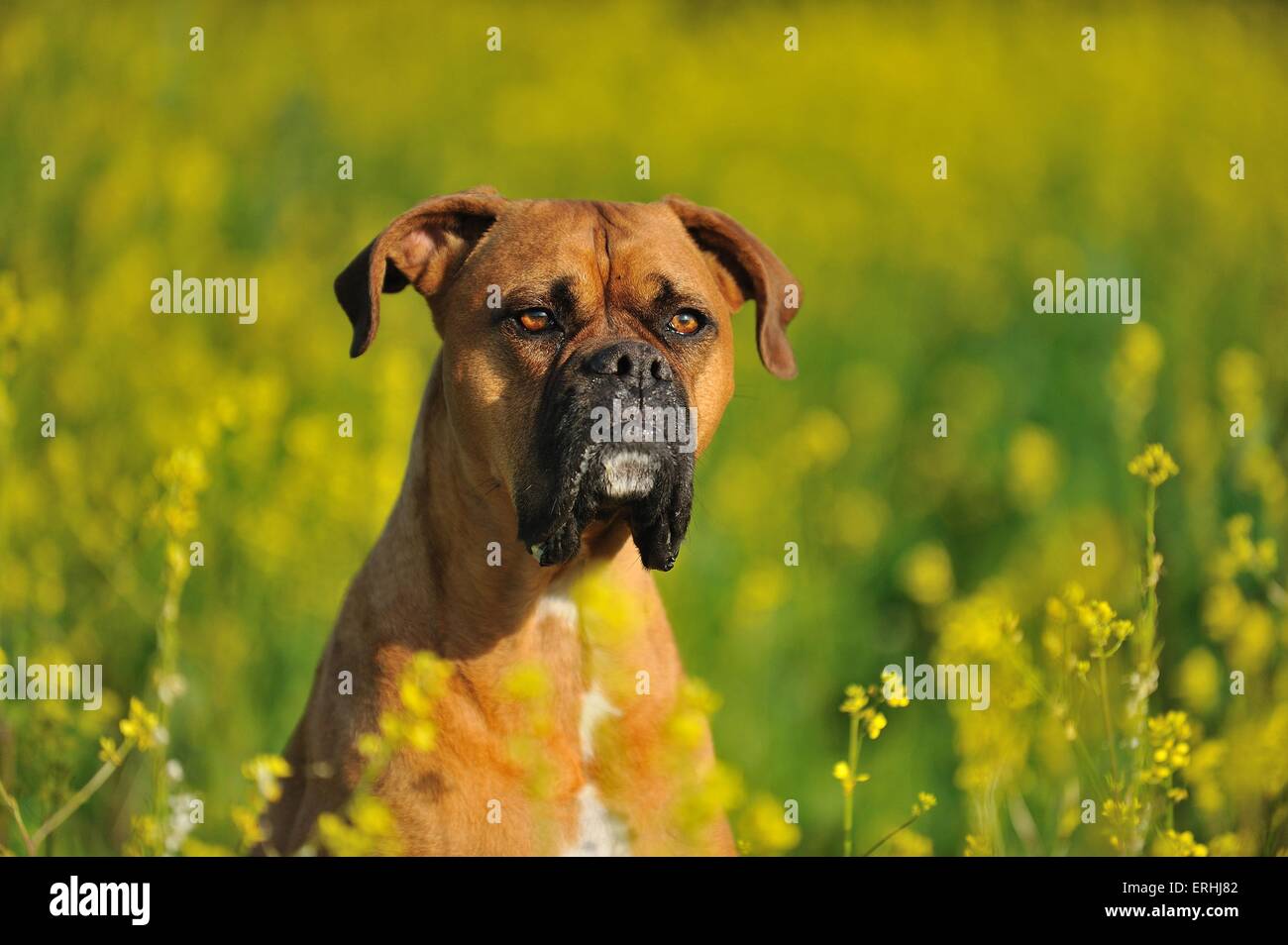 German Boxer Portrait Stock Photo - Alamy