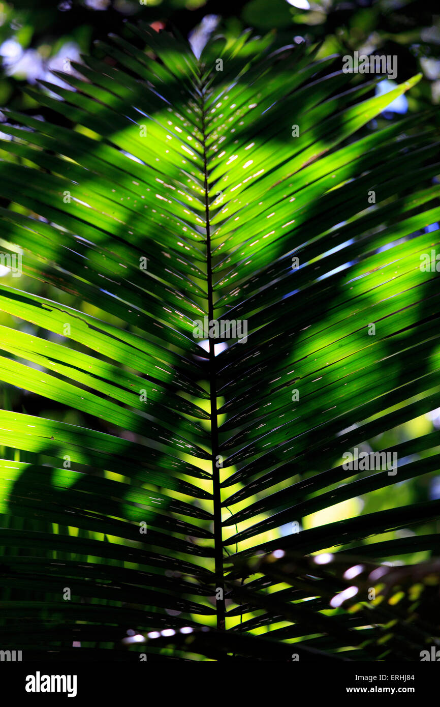 Rainforest leaves form abstract patterns in the rainforest lining the ...