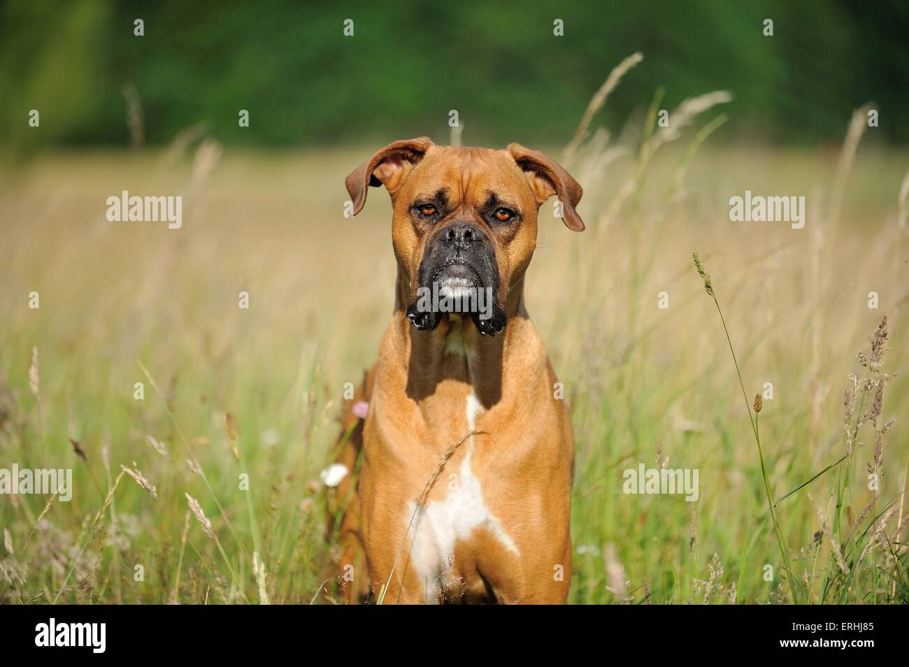 German Boxer Portrait Stock Photo - Alamy