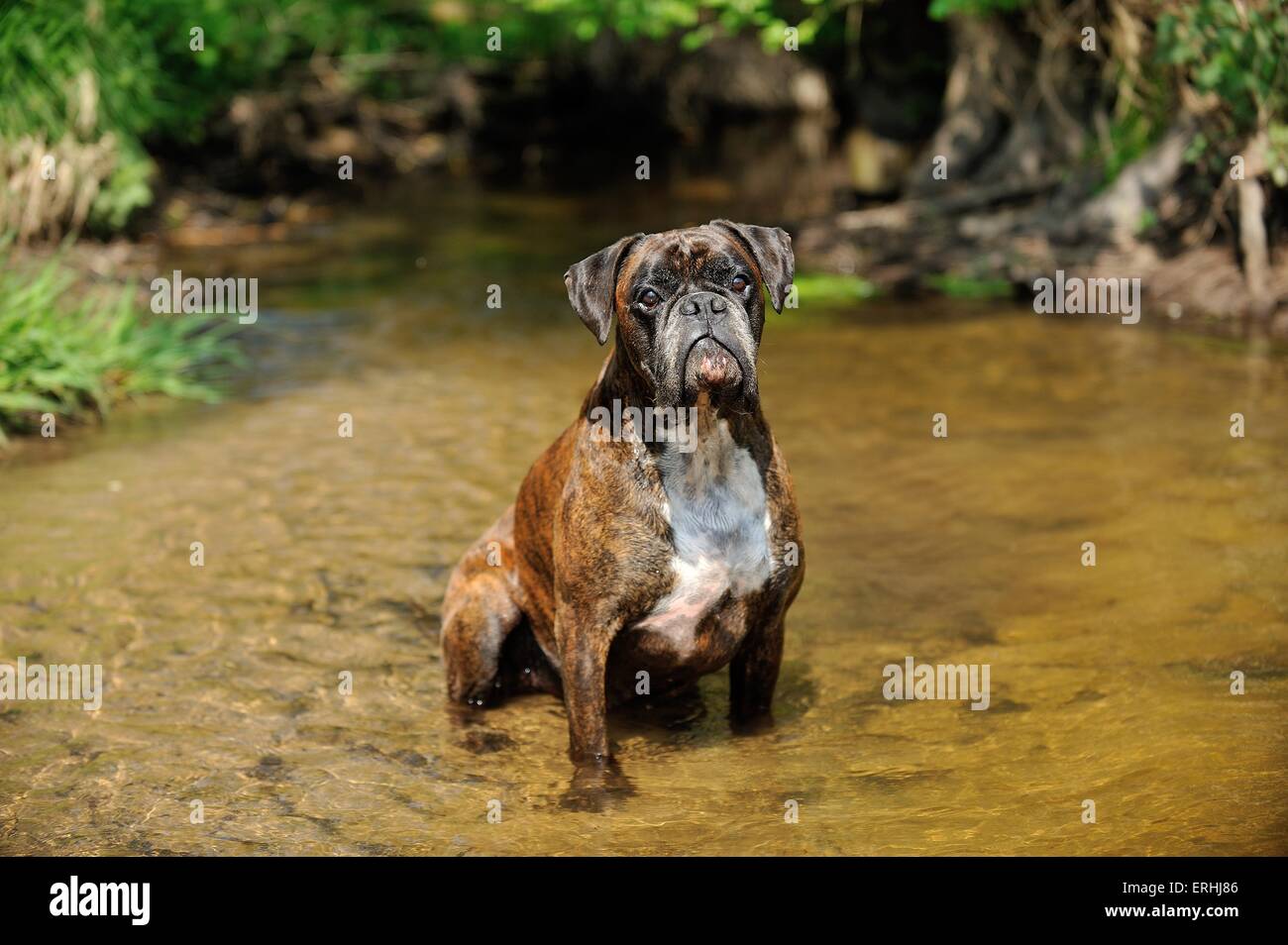 bathing German Boxer Stock Photo - Alamy