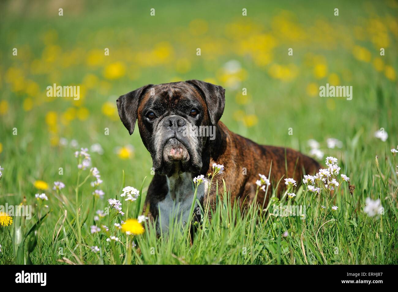 German Boxer Portrait Stock Photo - Alamy