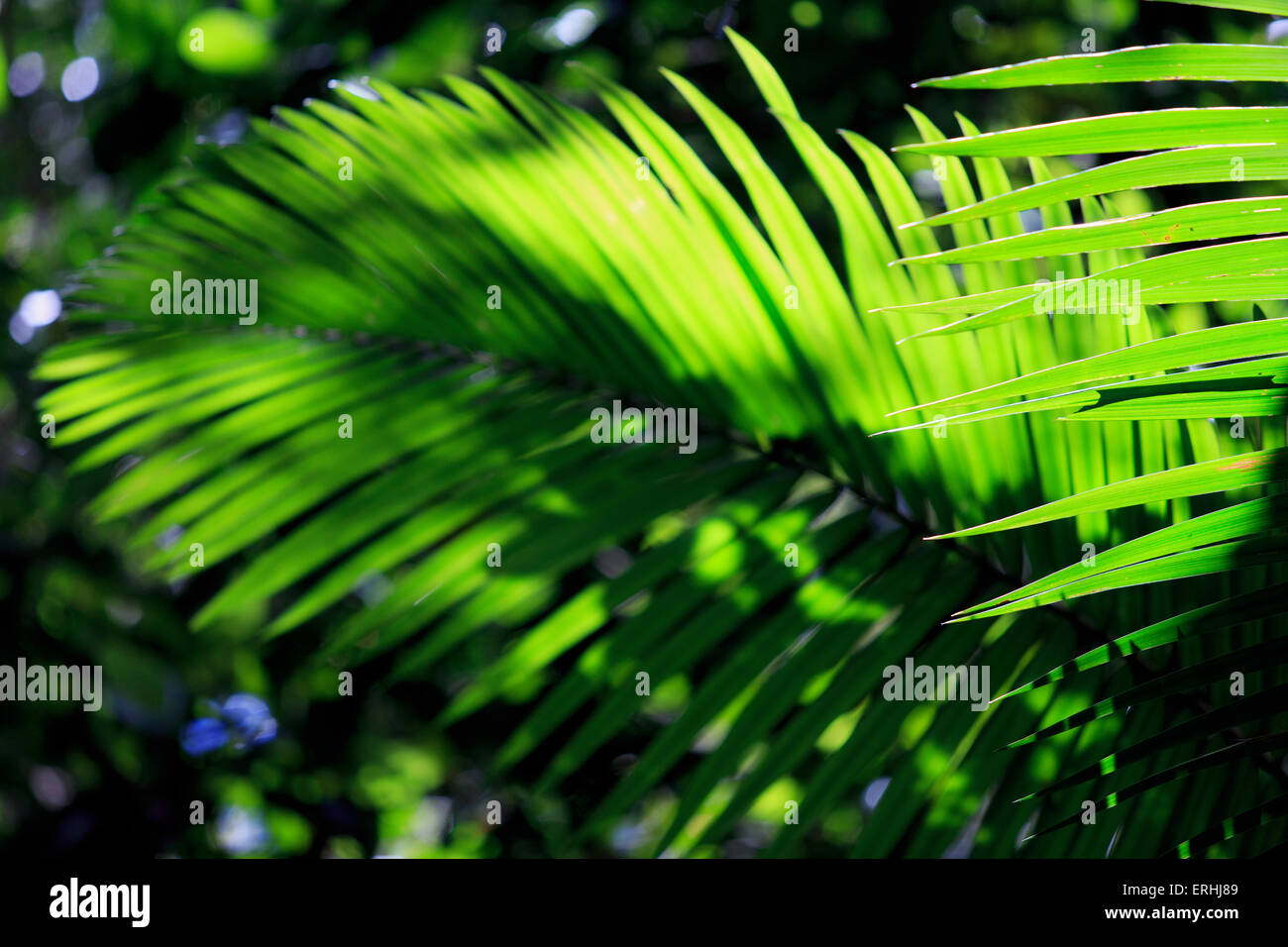 Rainforest leaves form abstract patterns in the rainforest lining the ...