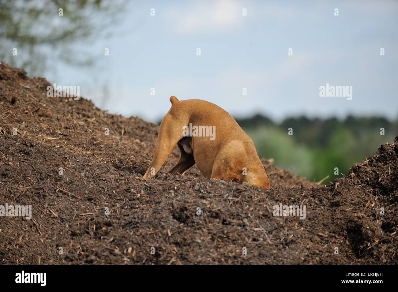 digging German Boxer Stock Photo - Alamy