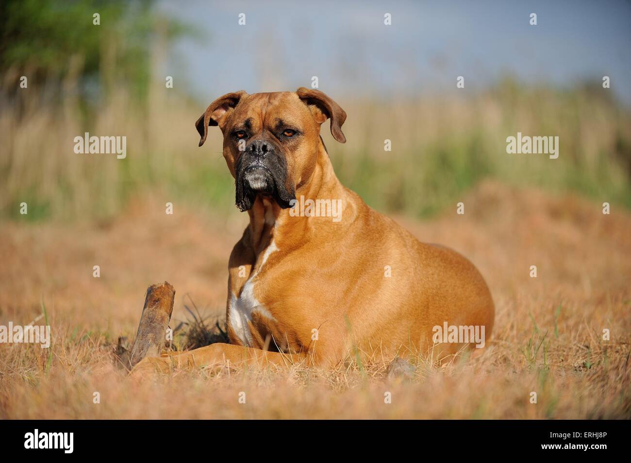 lying German Boxer Stock Photo - Alamy
