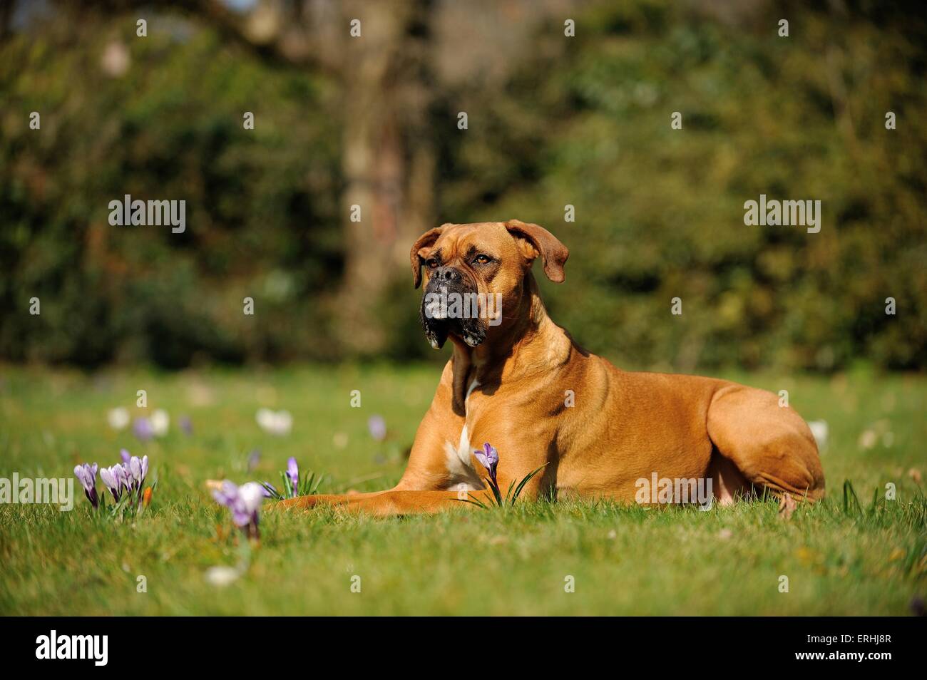 lying German Boxer Stock Photo - Alamy