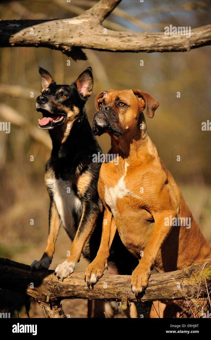 2 boxer dogs hi-res stock photography and images - Alamy