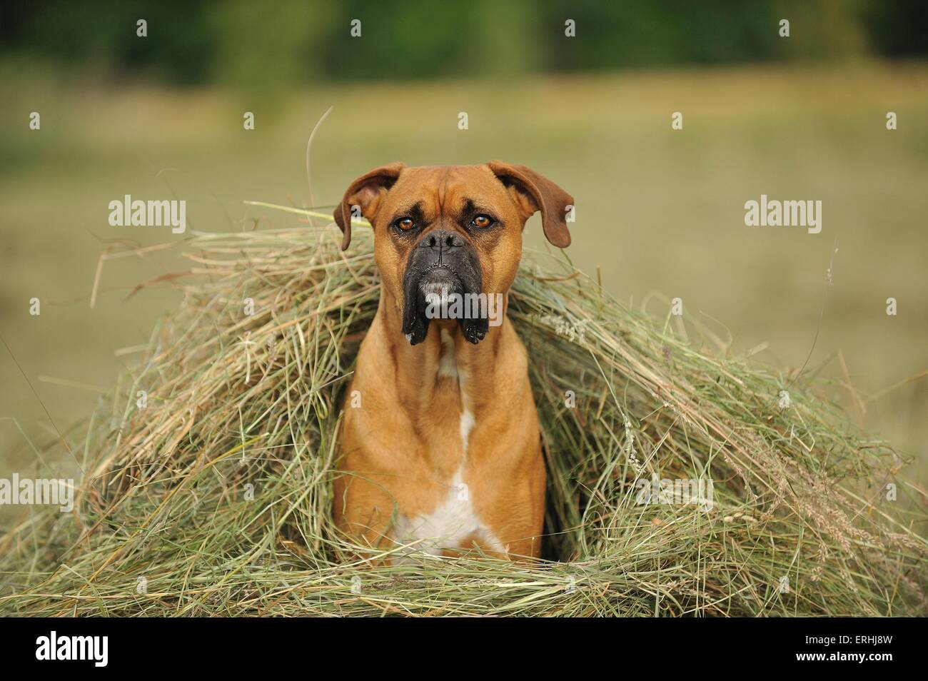German Boxer Portrait Stock Photo - Alamy