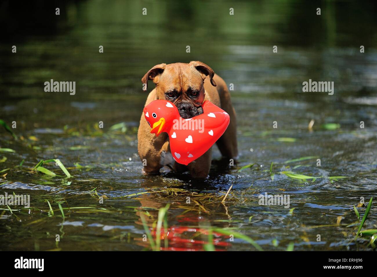 playing German Boxer Stock Photo - Alamy