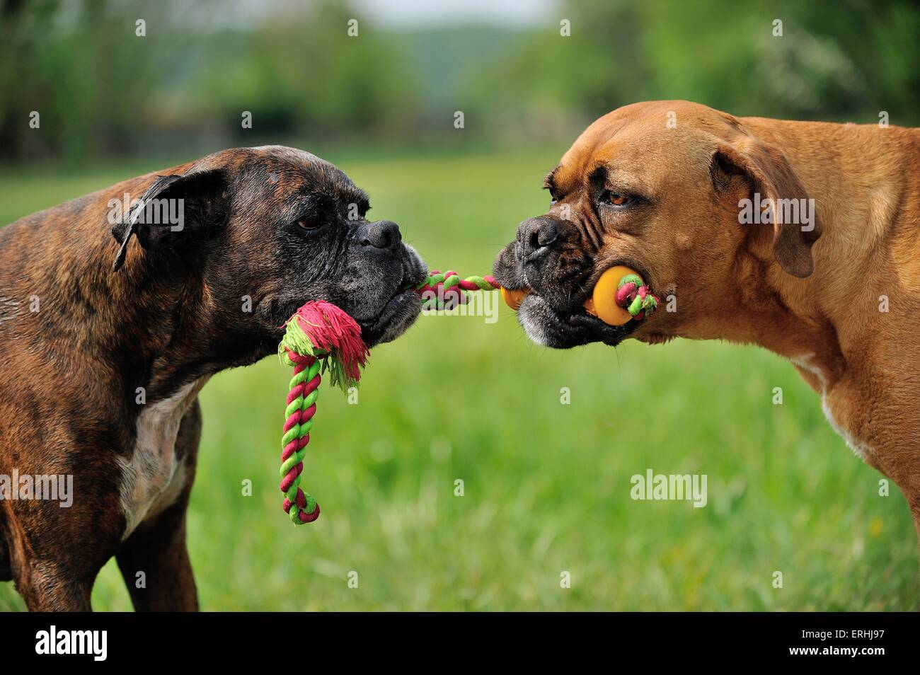 2 German Boxer Stock Photo - Alamy