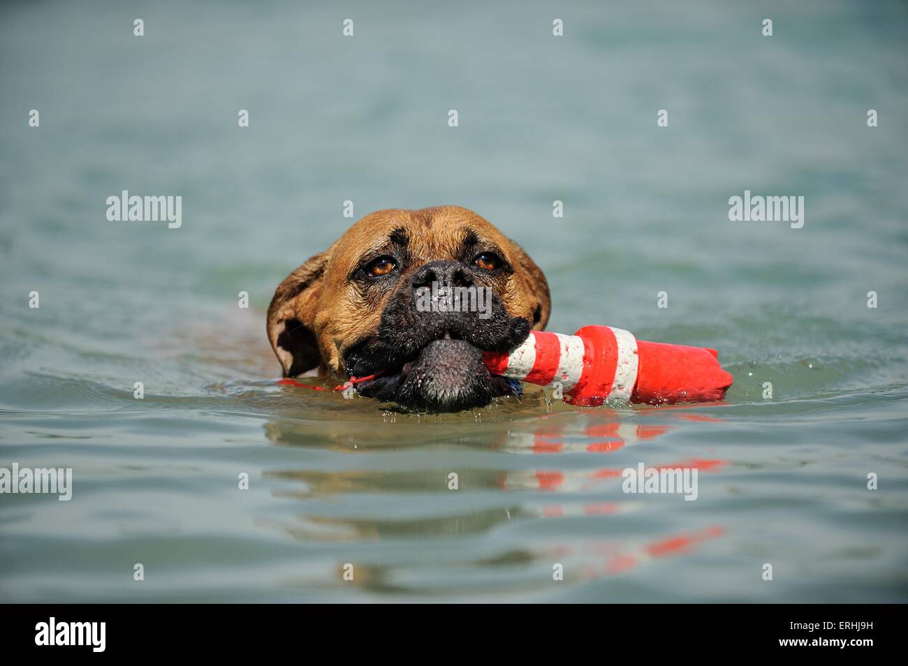 swimming German Boxer Stock Photo - Alamy