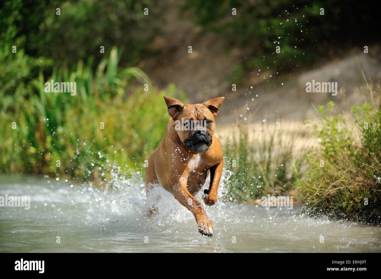 running German Boxer Stock Photo - Alamy