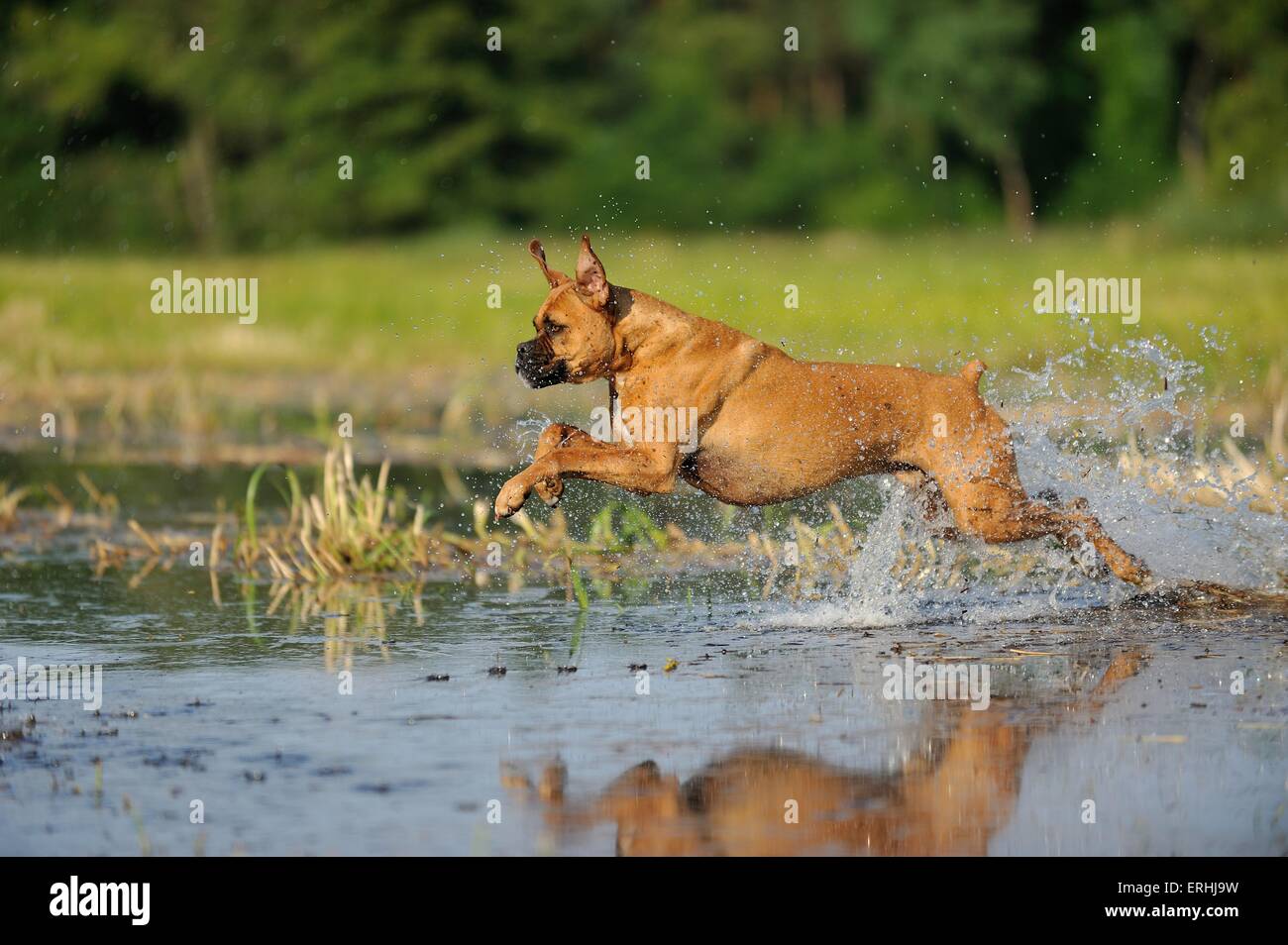 running German Boxer Stock Photo - Alamy
