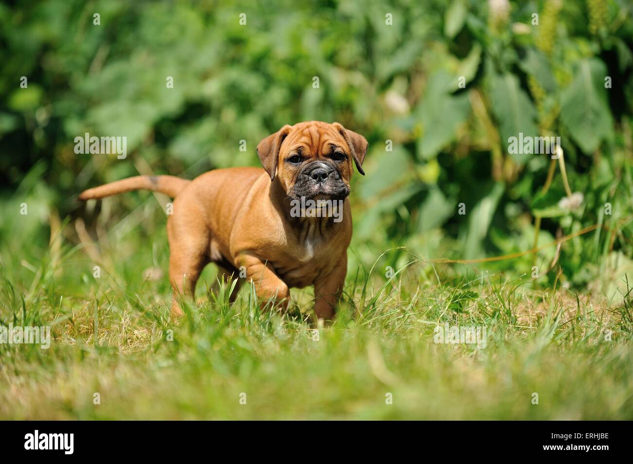 Continental Bulldog Puppy Stock Photo - Alamy