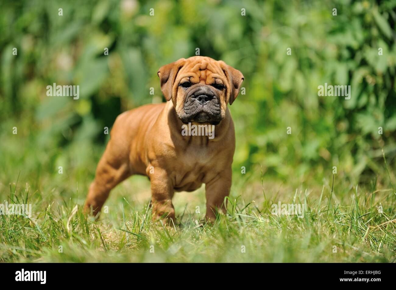 Continental Bulldog Puppy Stock Photo - Alamy