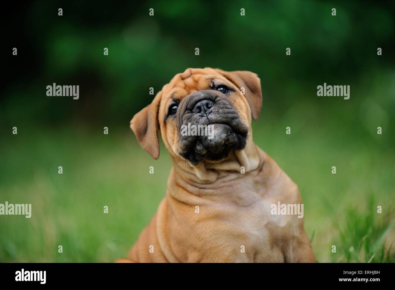 Continental Bulldog Puppy Stock Photo - Alamy