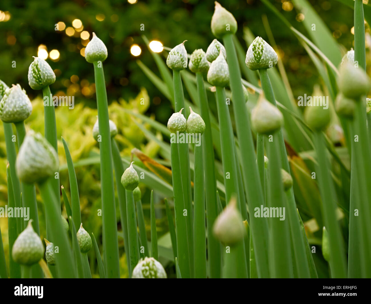 Country onions hi-res stock photography and images - Alamy