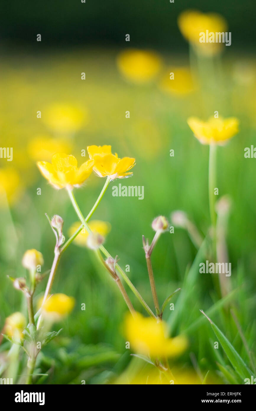 Buttercups yellow wildflowers buttercup yellow english wildflowers ...