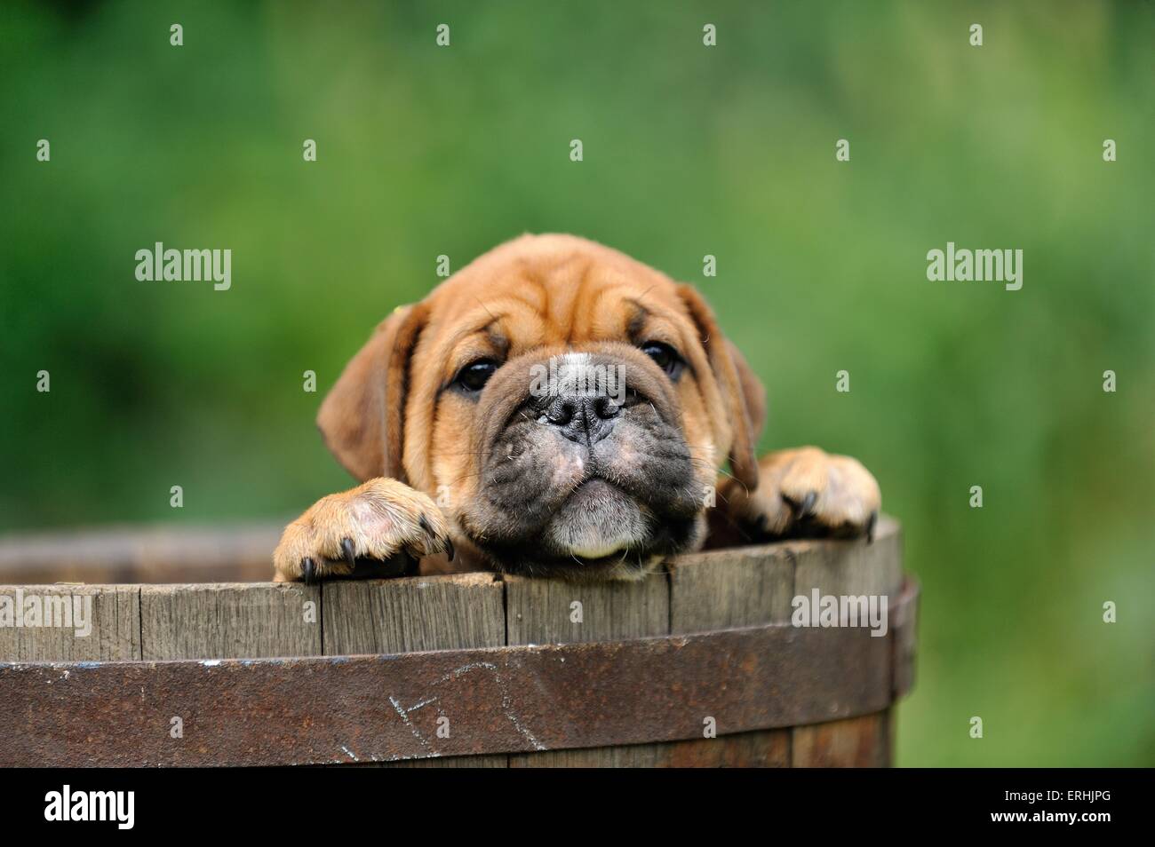 Continental Bulldog Puppy Stock Photo - Alamy