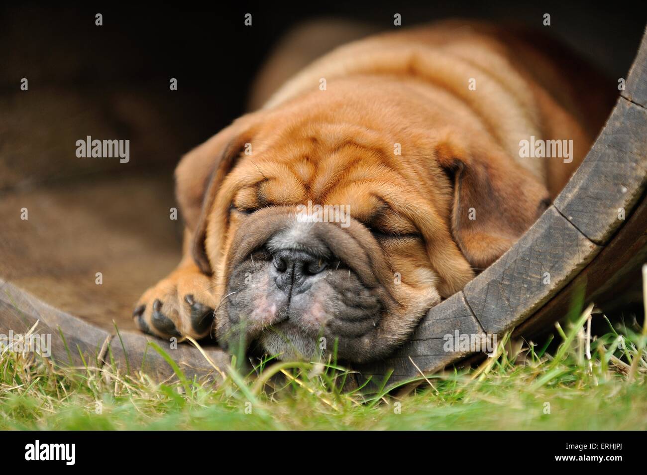 Continental Bulldog Puppy Stock Photo - Alamy