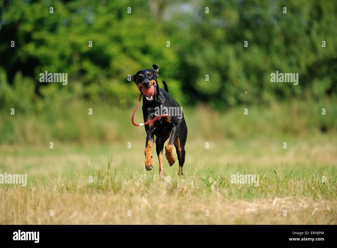 playing Doberman Pinscher Stock Photo - Alamy